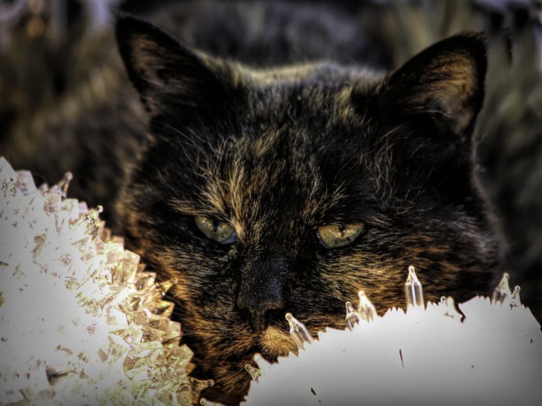 Art Feature: Nancy Shuler | Abstract Mag TV